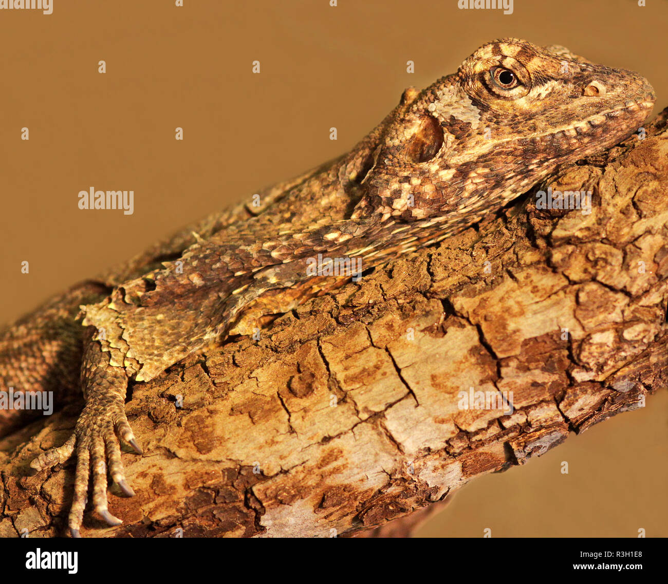 dormant kragenechse chlamydosaurus kingii Stock Photo - Alamy
