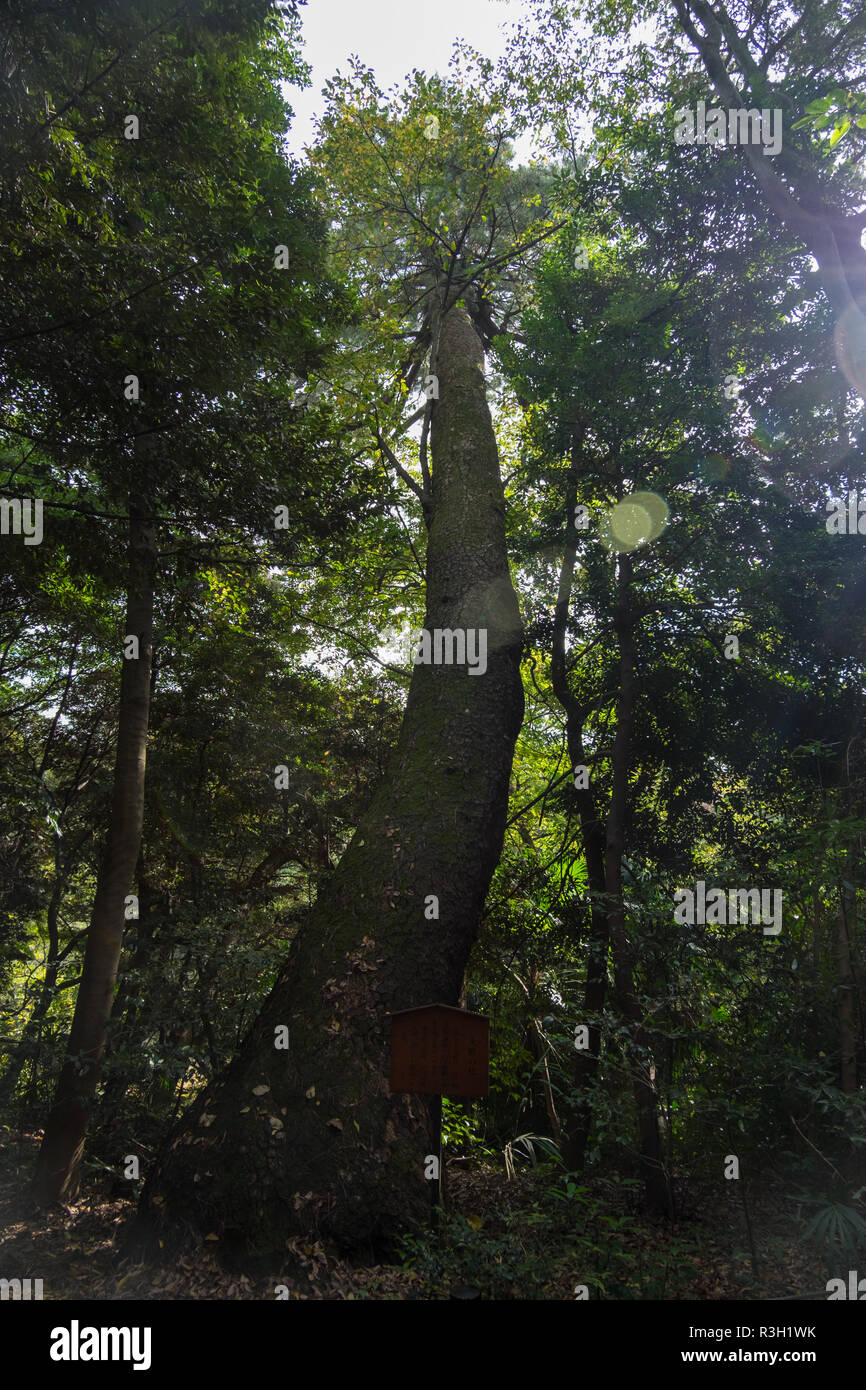 A visit to the Institute For Nature Study in Tokyo, Japan. It is an ...