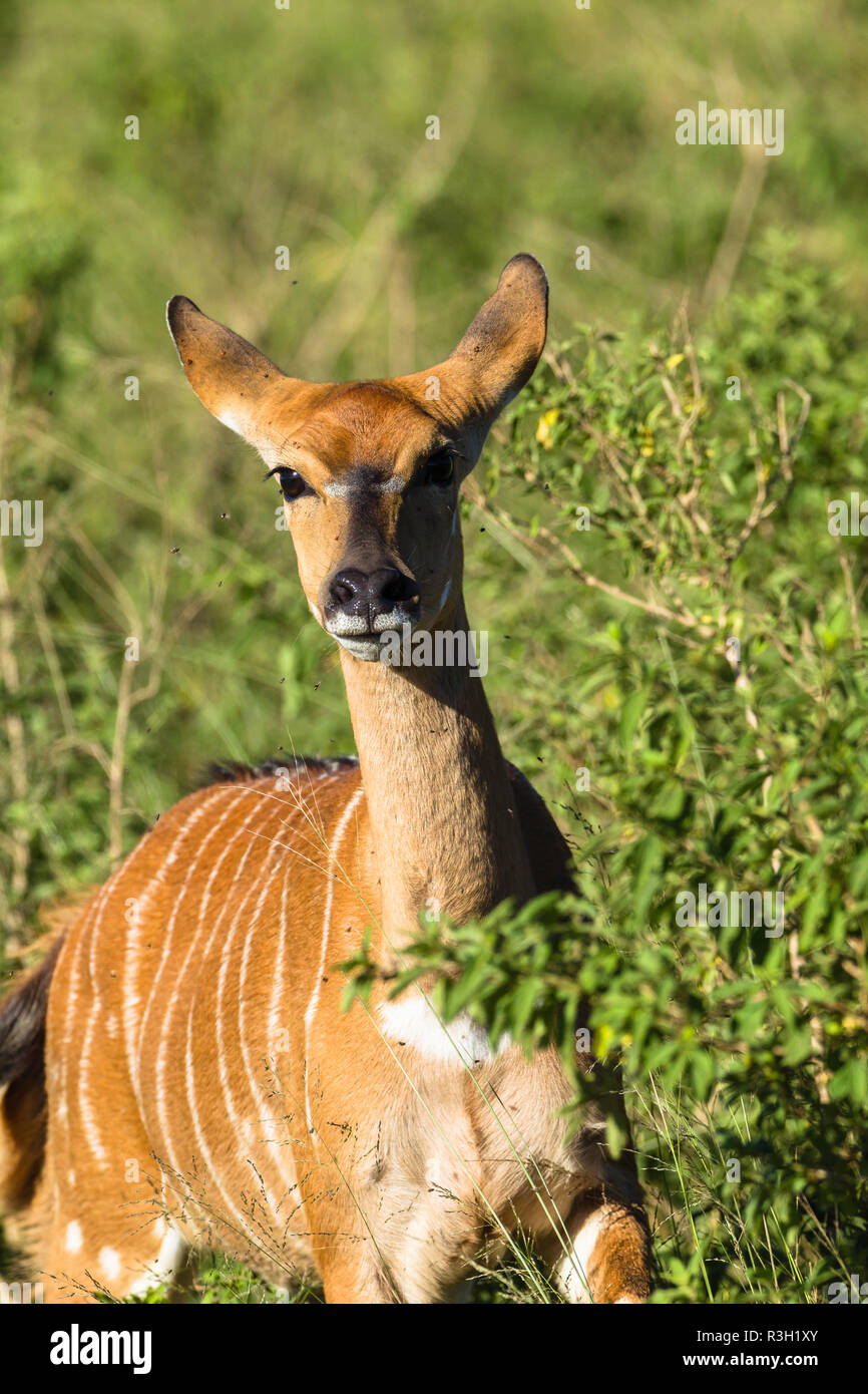 Nyala tree hi-res stock photography and images - Alamy