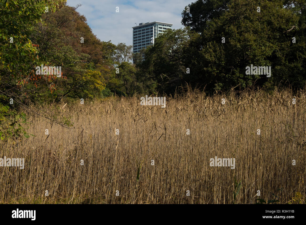 A visit to the Institute For Nature Study in Tokyo, Japan. It is an ...