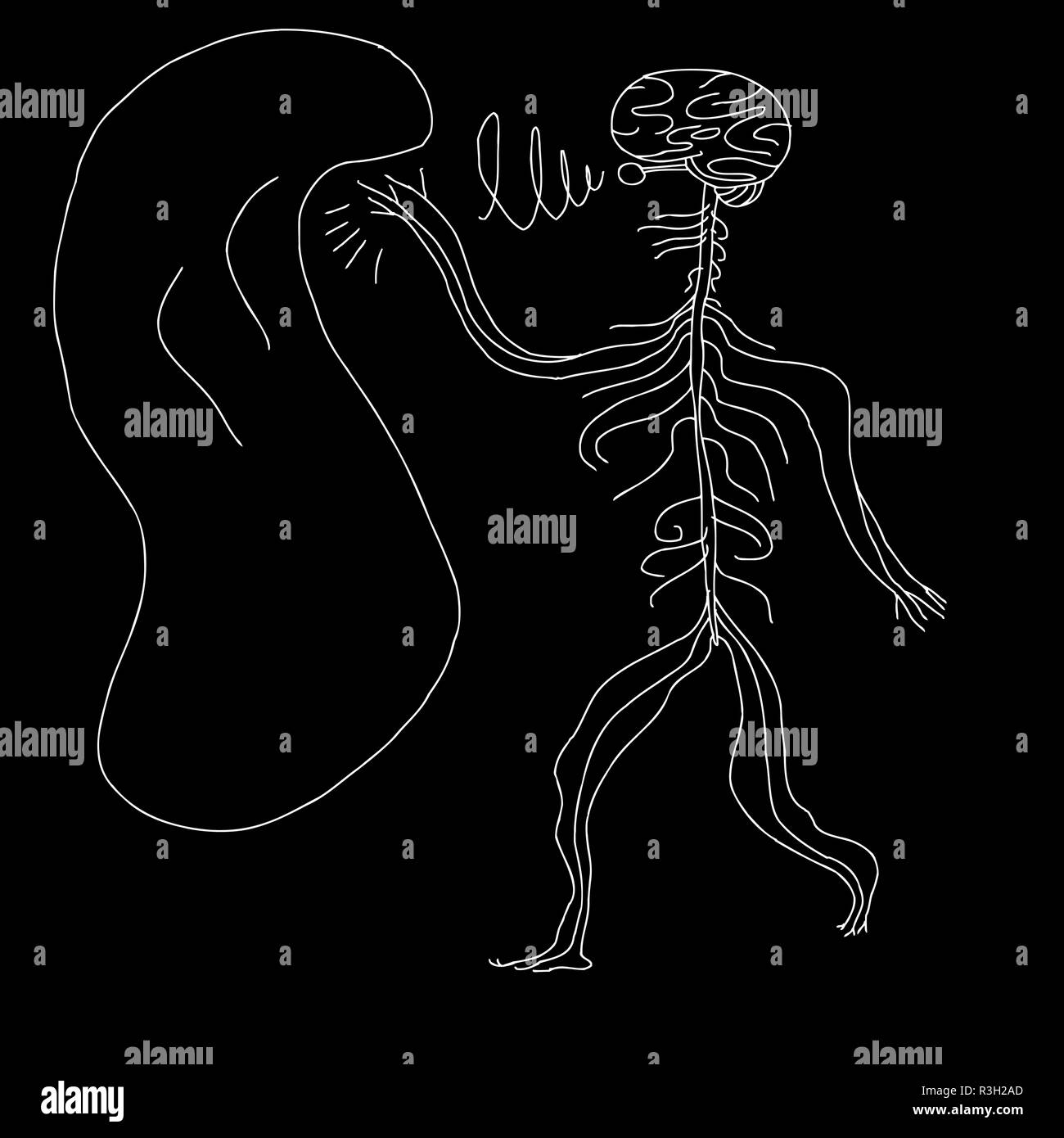 Spinal nerves Black and White Stock Photos & Images - Alamy