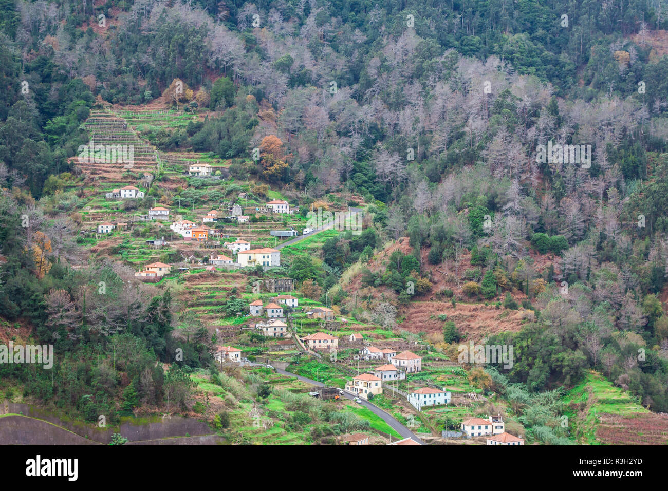 cultivated terraced fields on the cliff top on the island of madeira ...