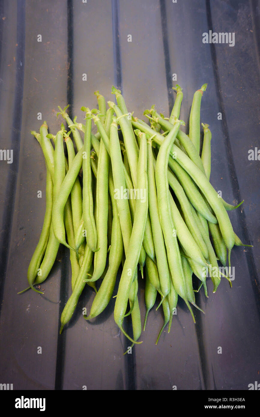 French horticultural beans hi-res stock photography and images - Alamy