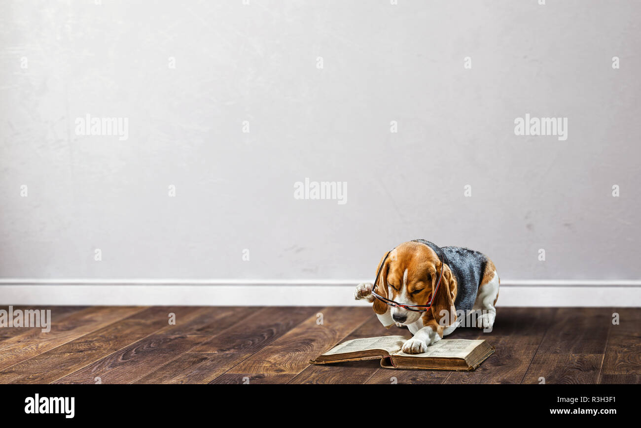 Dog study science. Mixed media Stock Photo - Alamy