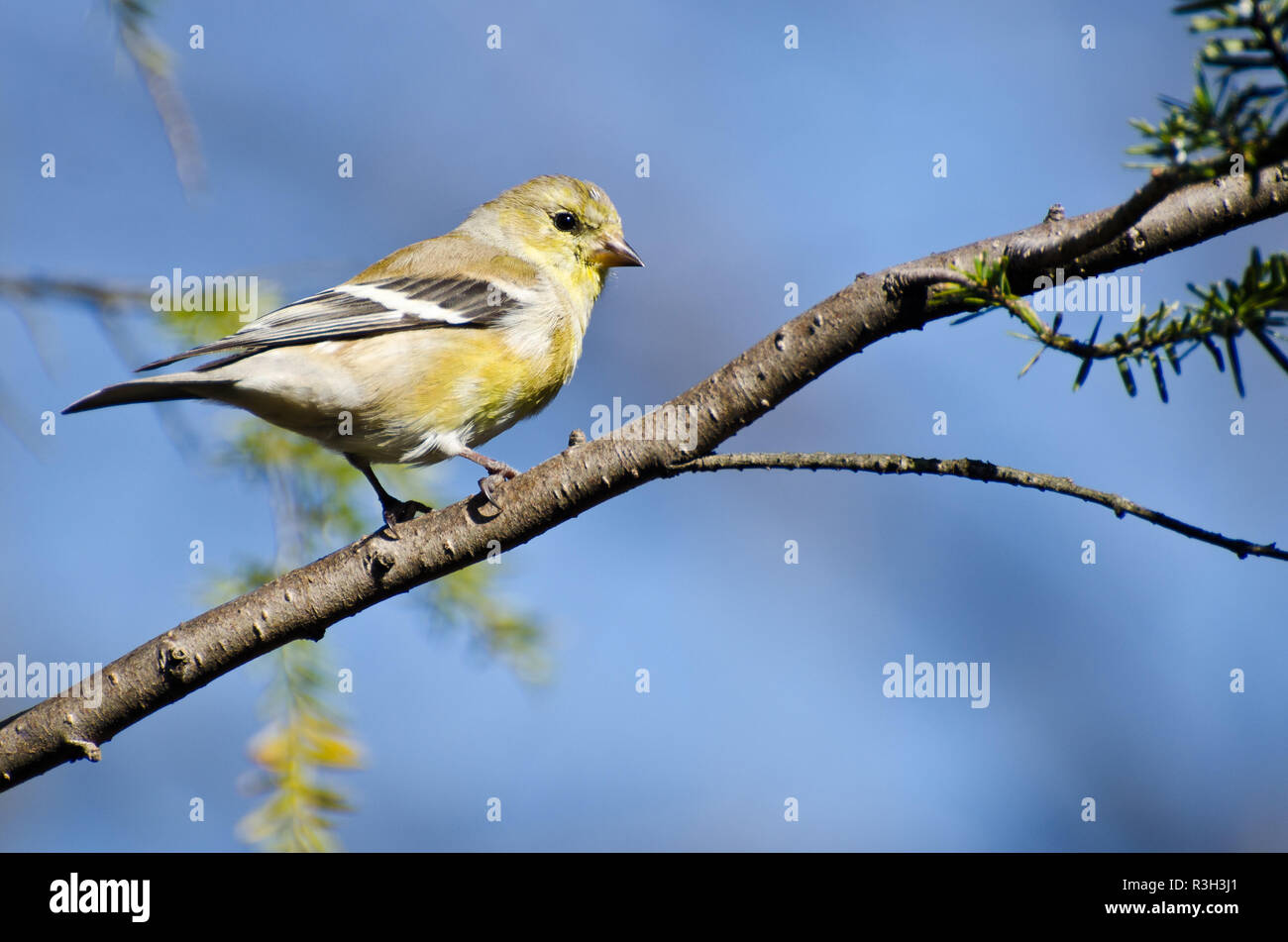 Bright yellow goldfinch hi-res stock photography and images - Alamy