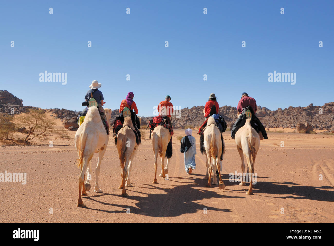 Libya tuareg camel africa desert hi-res stock photography and images ...