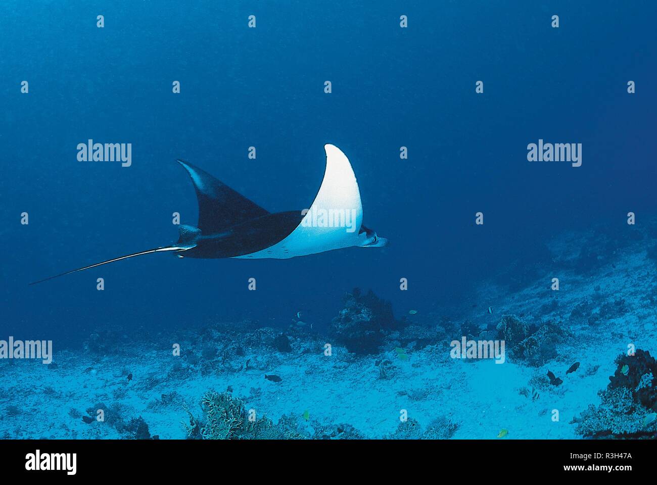 Teufelsrochen hi-res stock photography and images - Alamy