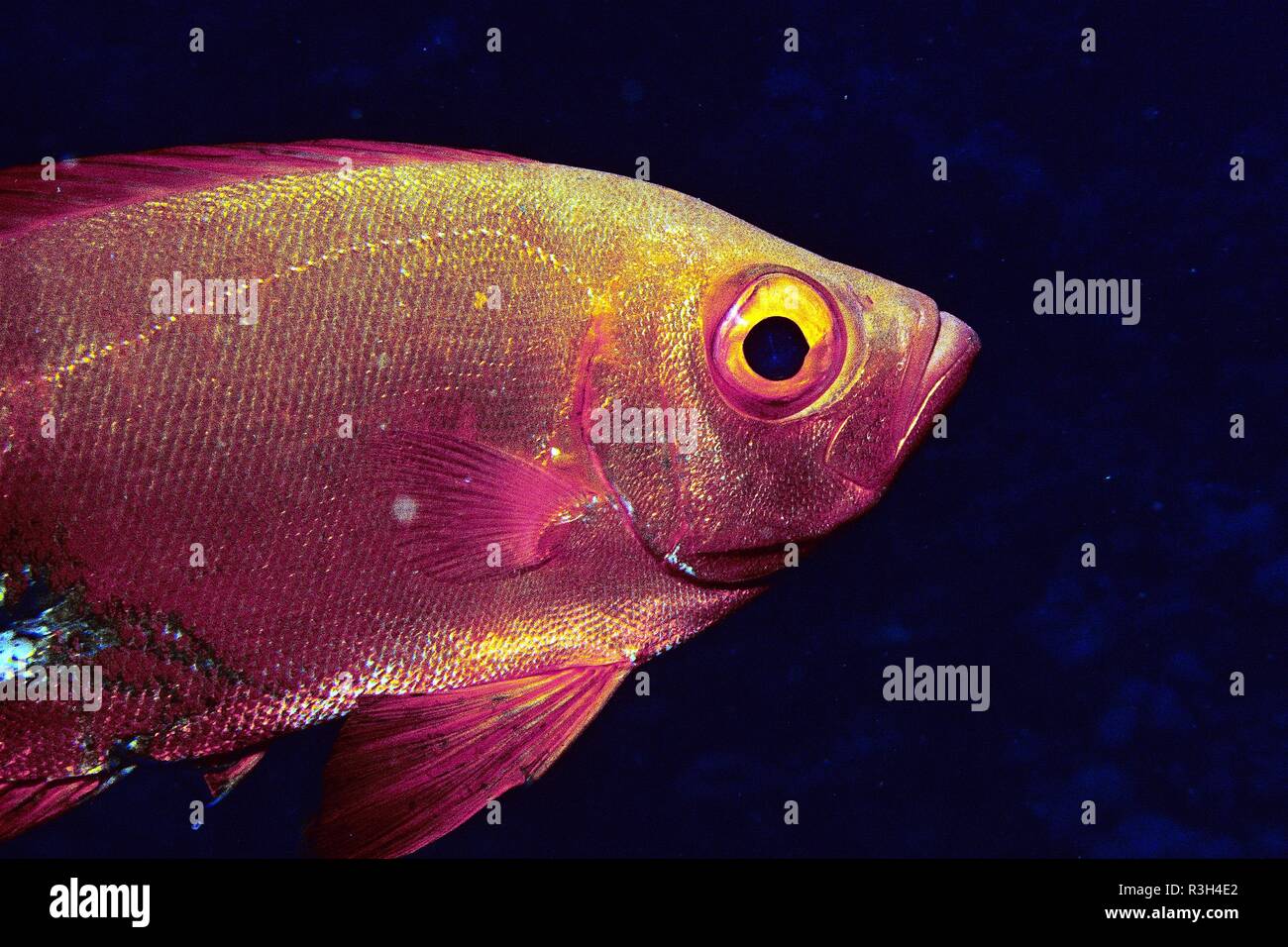 Harsh fish underwater fish pisces hi-res stock photography and images ...