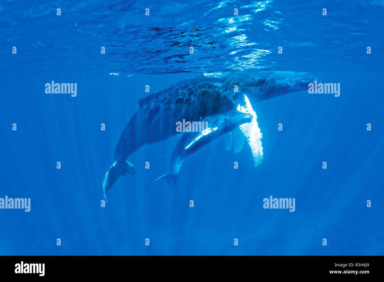 Samana whale hi-res stock photography and images - Alamy