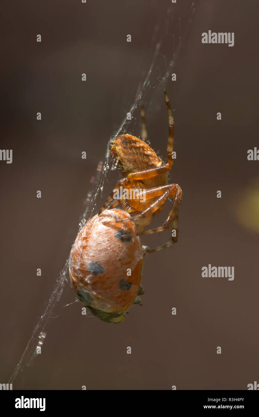 Death of insects hi-res stock photography and images - Alamy