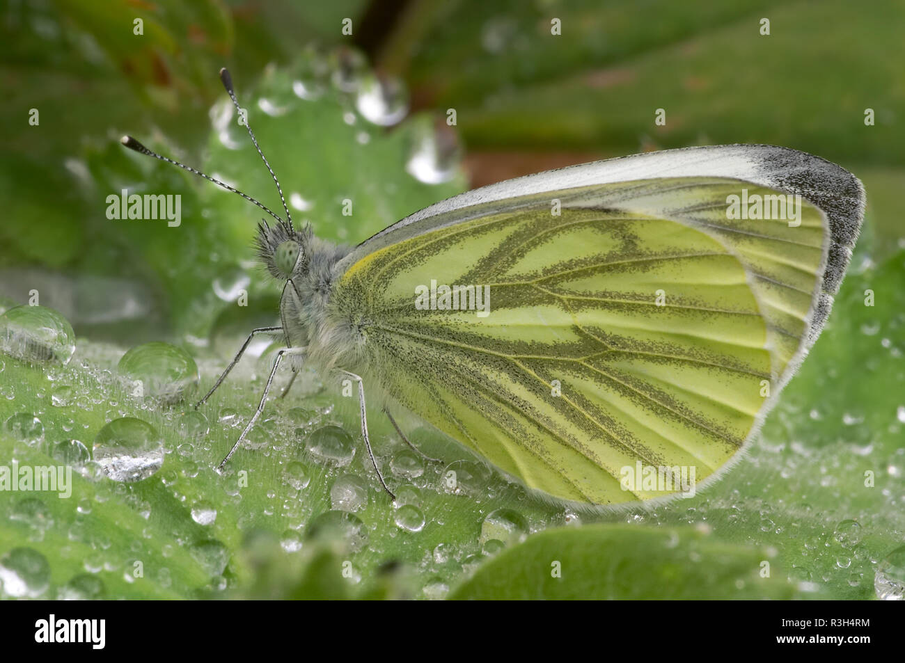 Raindrop butterfly hi-res stock photography and images - Alamy