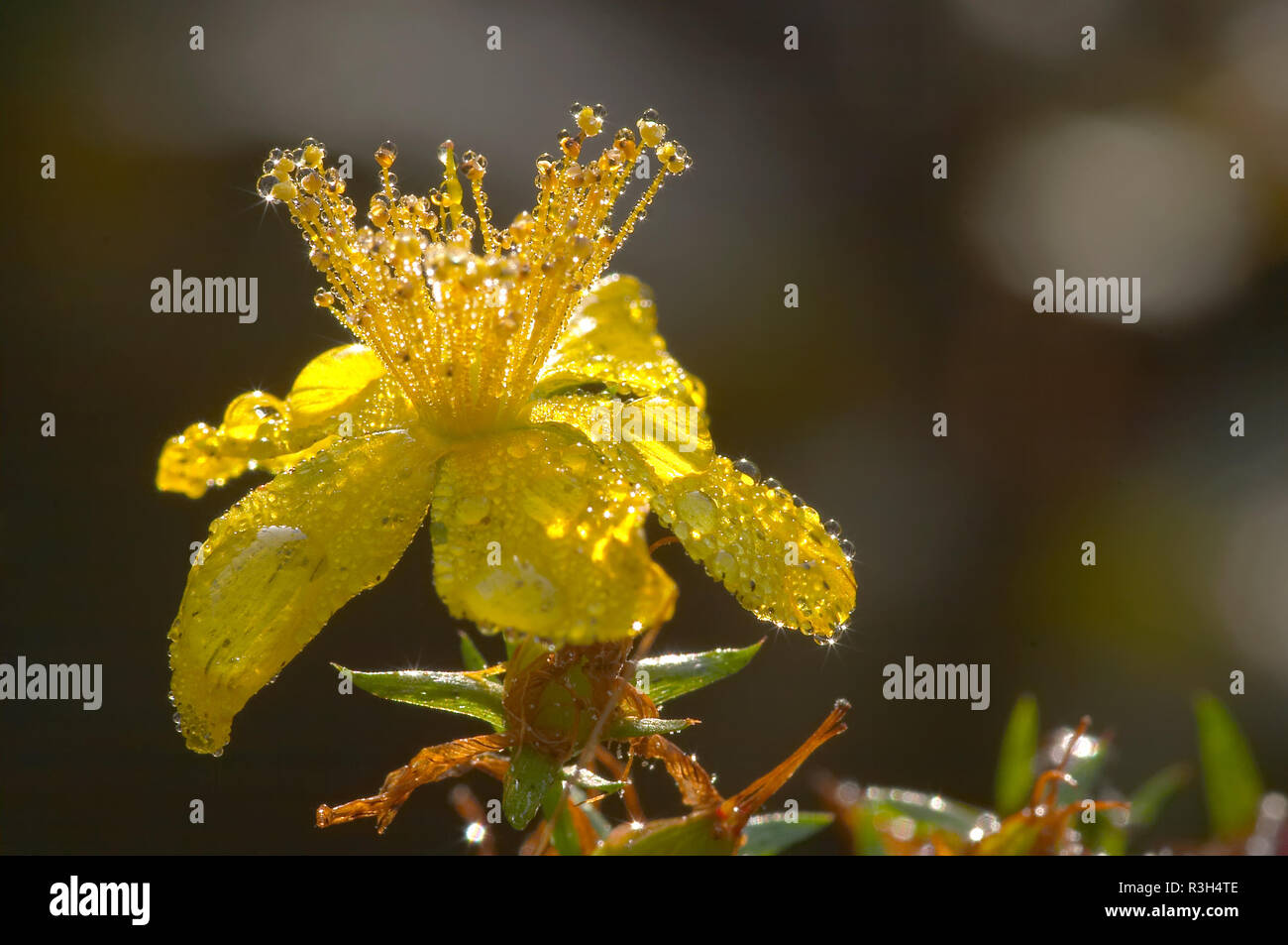 Reflex petals hi-res stock photography and images - Alamy