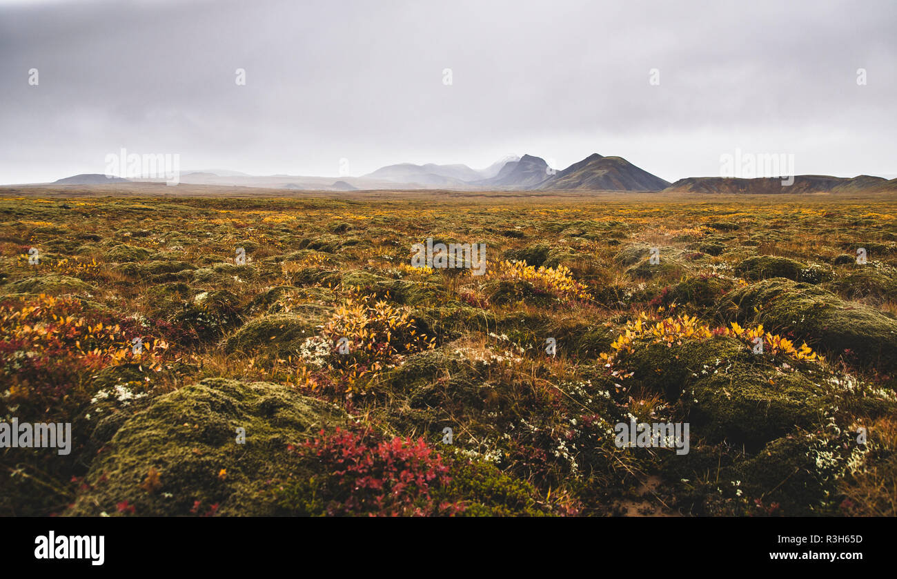 Icelandic landscapes full of green grass, sea and blue sky Stock Photo ...