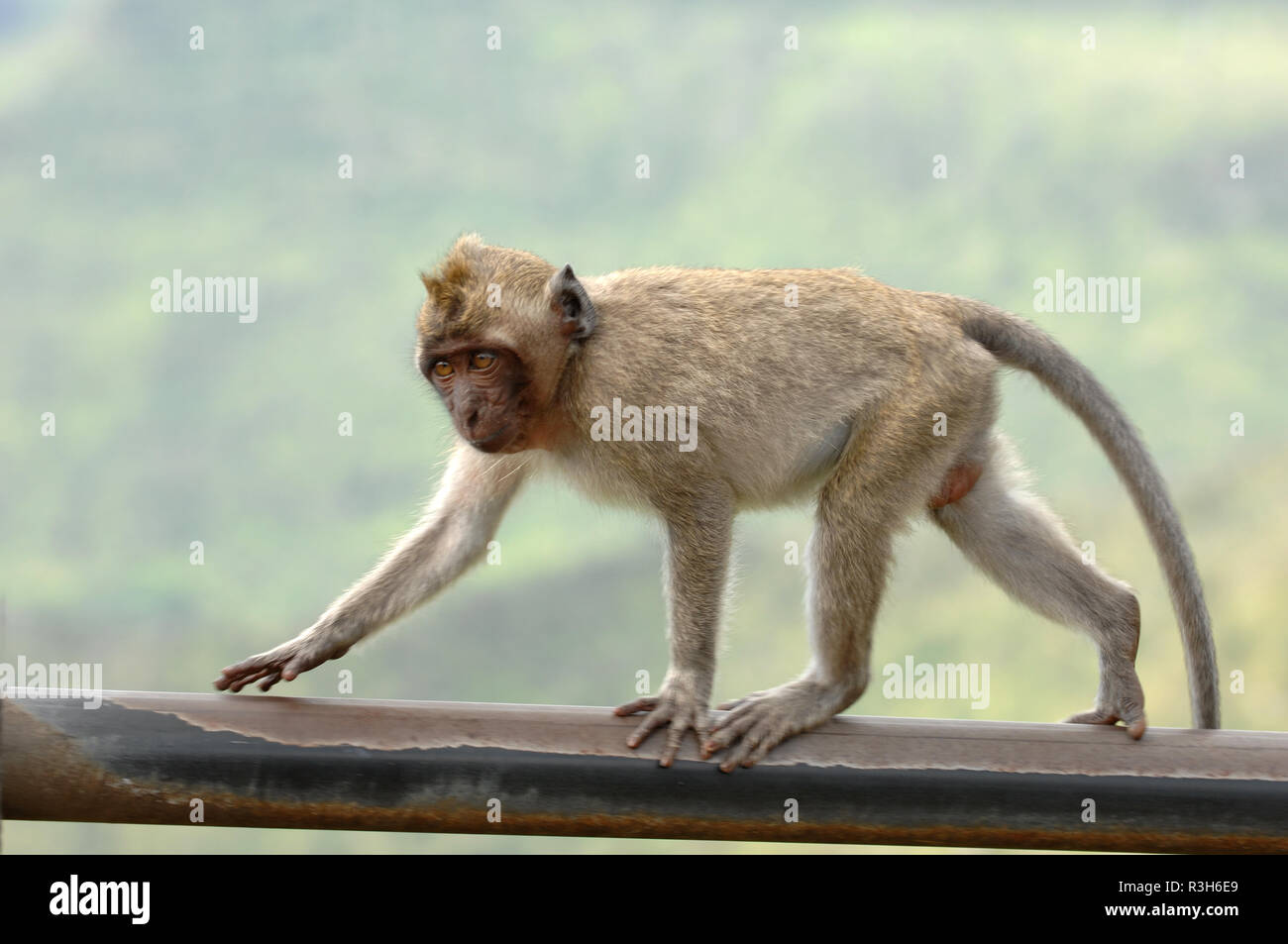 Monkey Attack Stock Photos & Monkey Attack Stock Images - Alamy