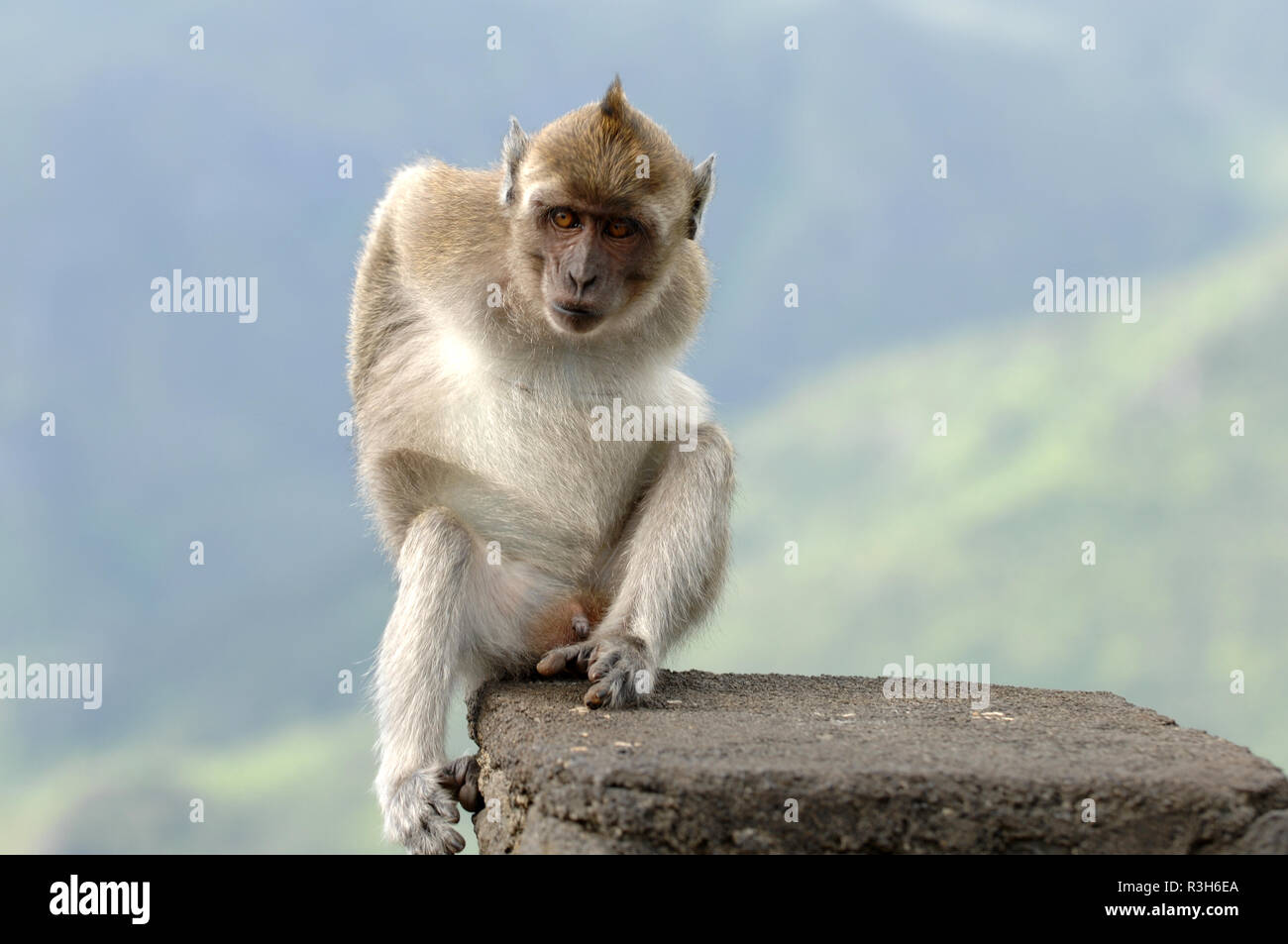 Macaque bite hi-res stock photography and images - Alamy