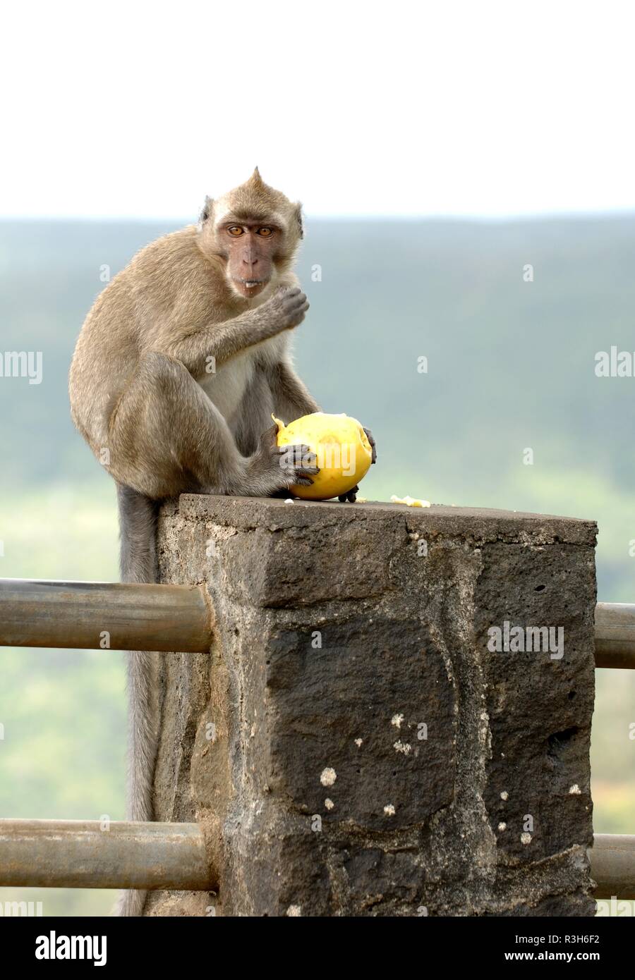 Macaque bite hi-res stock photography and images - Alamy