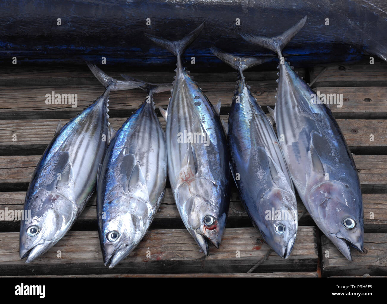 Thunfischdose hi-res stock photography and images - Alamy