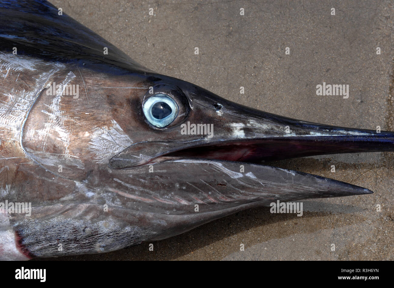 Marlin eye hi-res stock photography and images - Alamy