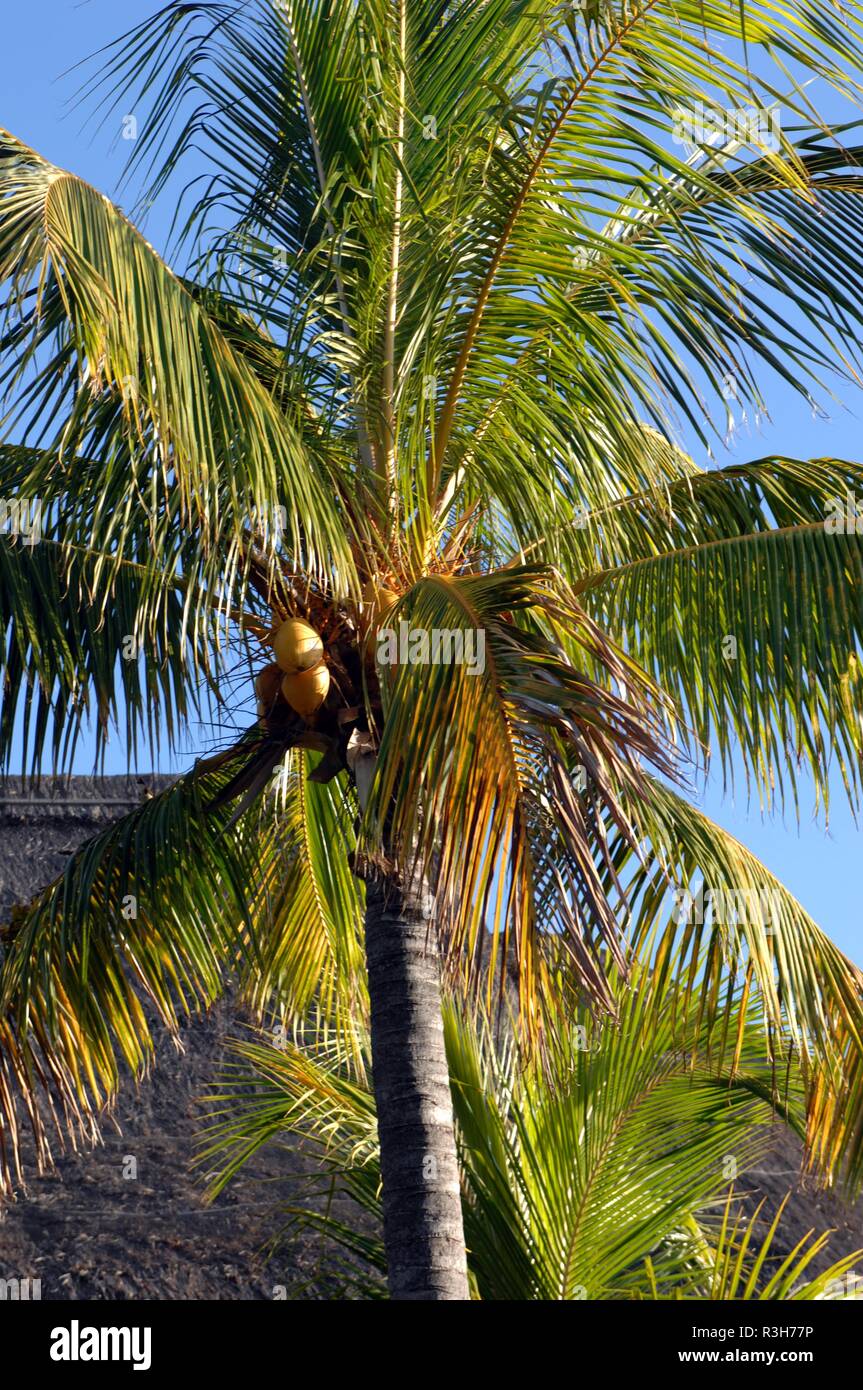 Palmae Arecaceae Stock Photos & Palmae Arecaceae Stock Images - Alamy