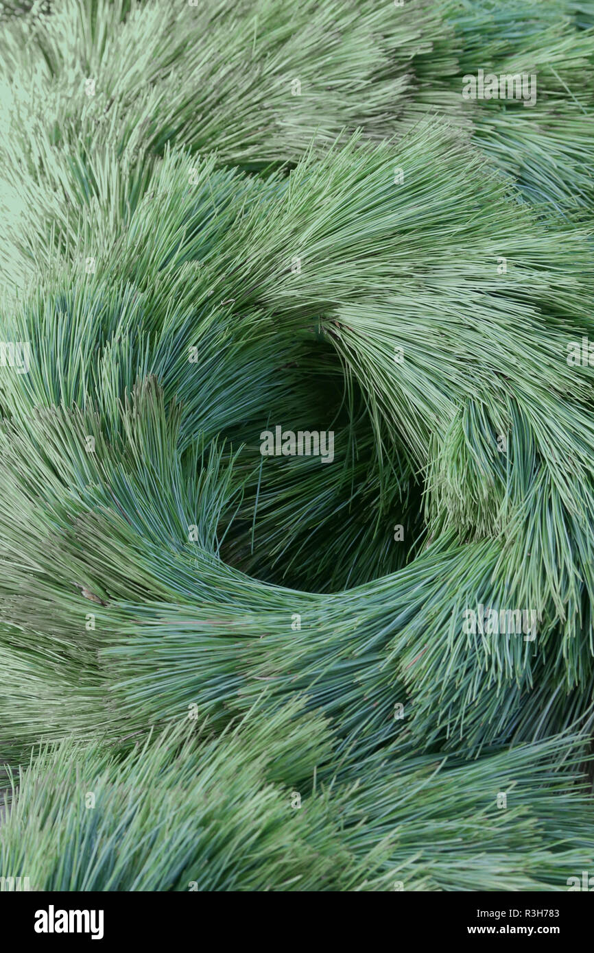 fine pine wreath Stock Photo - Alamy