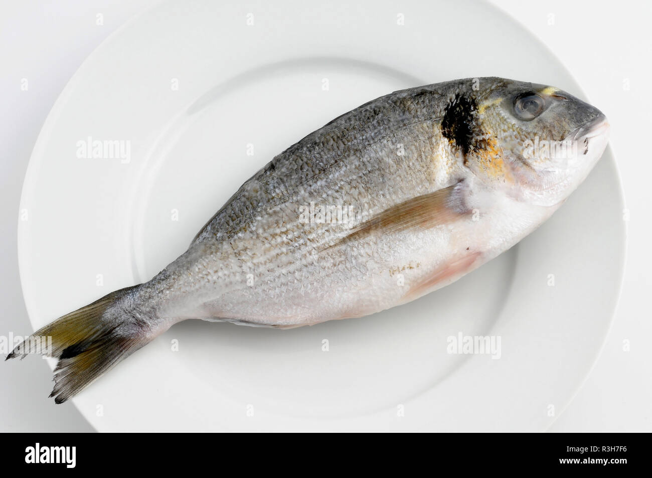 Mittelmeerfisch hi-res stock photography and images - Alamy