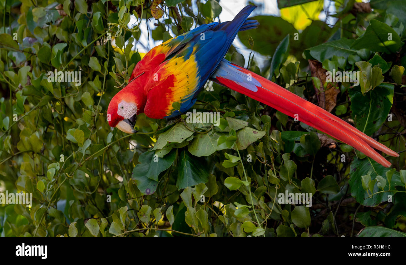 Scarlet macaw in zoo hi-res stock photography and images - Alamy