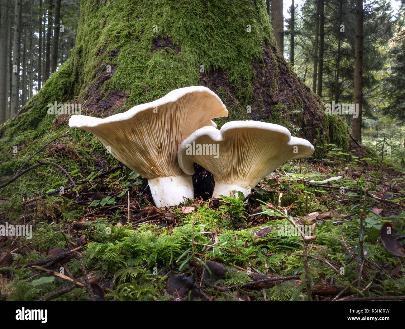 Light funnel hi-res stock photography and images - Alamy