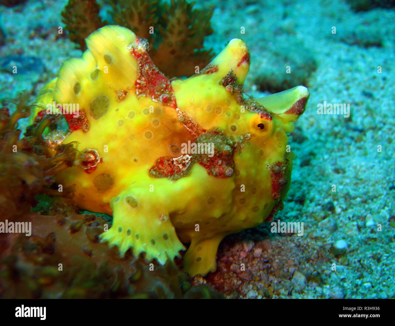 Clown anglerfish hi-res stock photography and images - Alamy