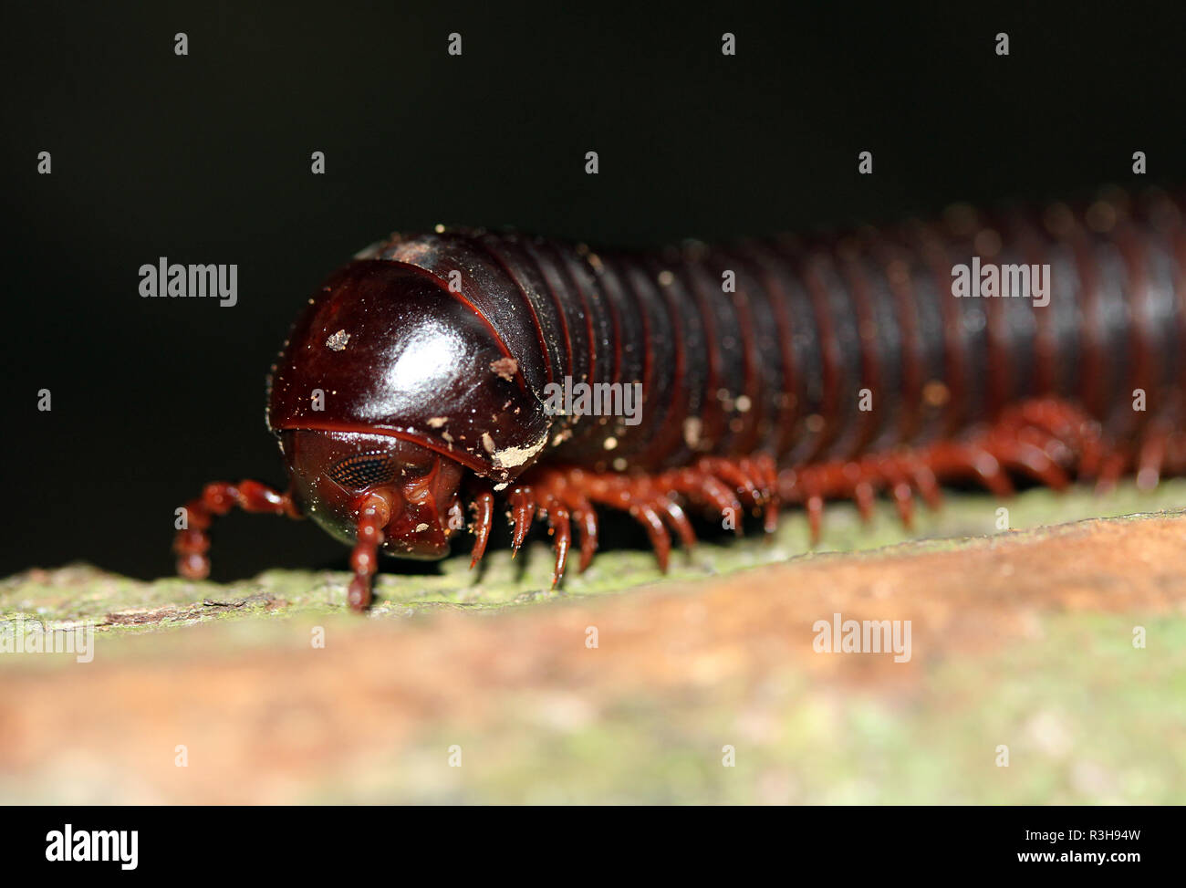 Jungle millipede hi-res stock photography and images - Alamy