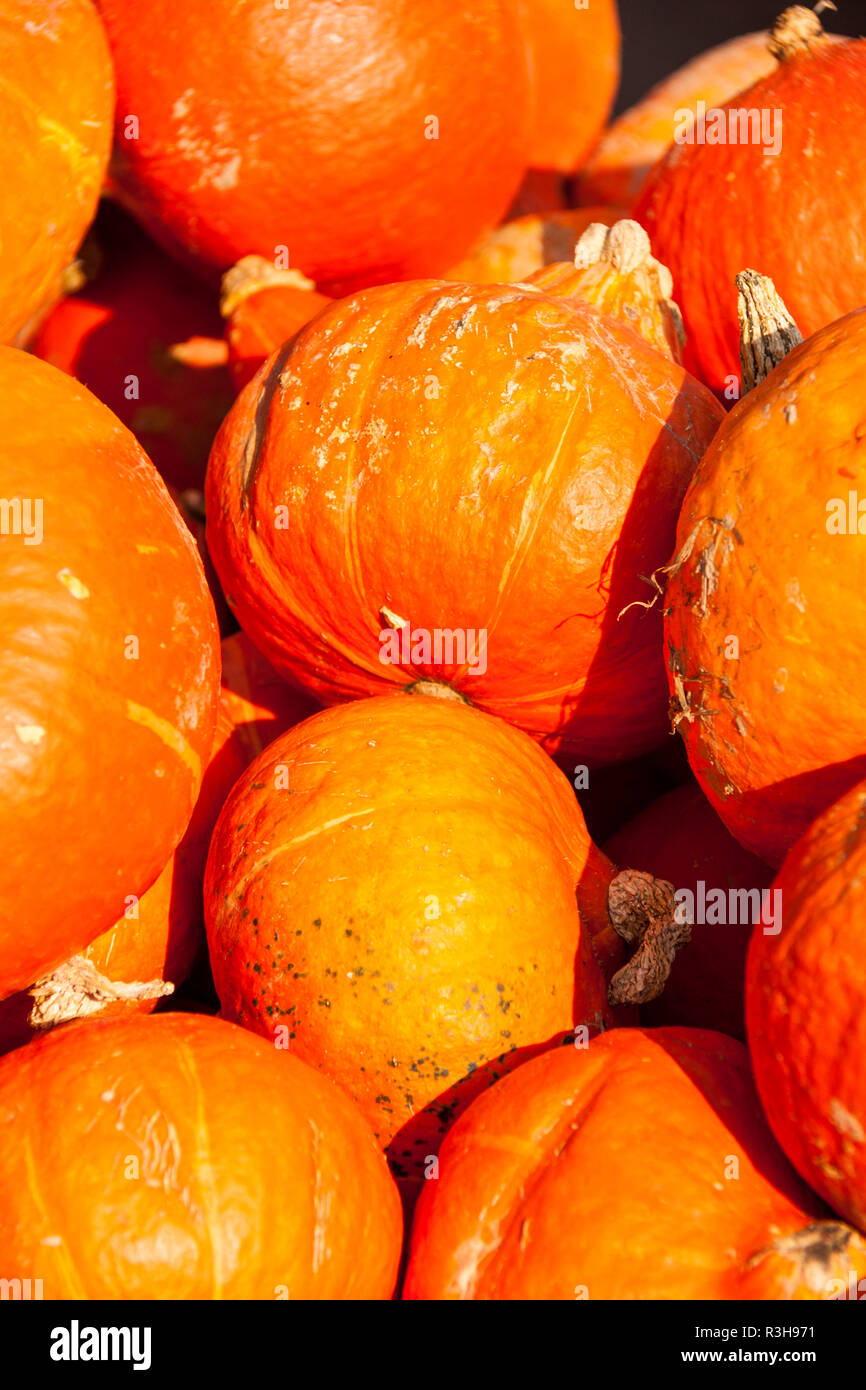 red red hokkaido pumpkin cucurbita pumpkin Stock Photo - Alamy