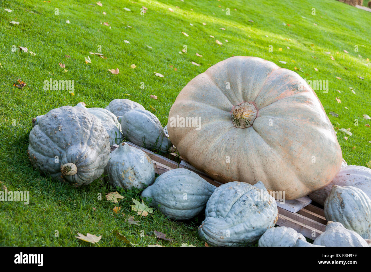 Giant Pumpkin Close Up High Resolution Stock Photography and Images - Alamy