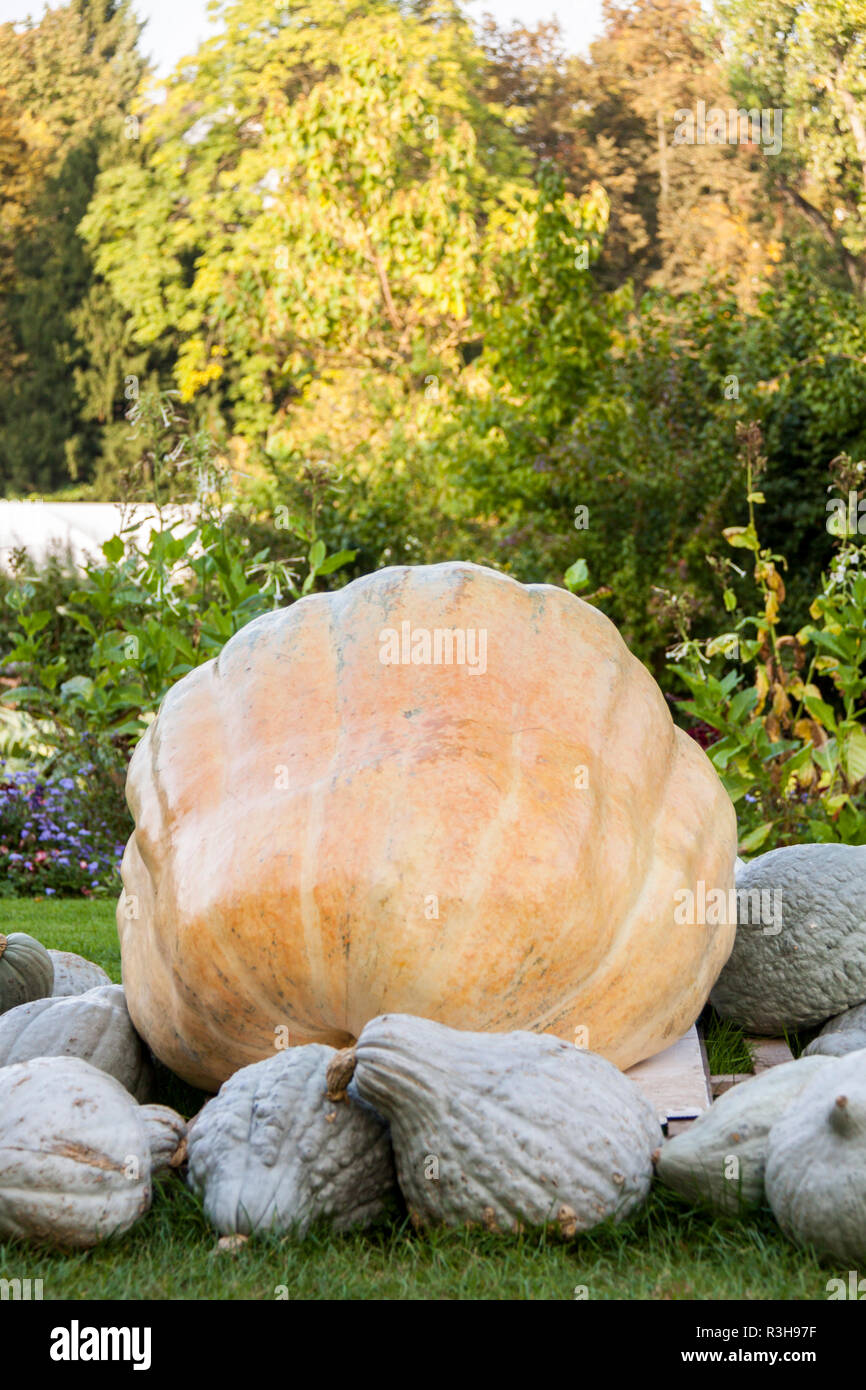 cucurbita maxima giant pumpkin cucurbita pumpkin pumpkin Stock Photo ...