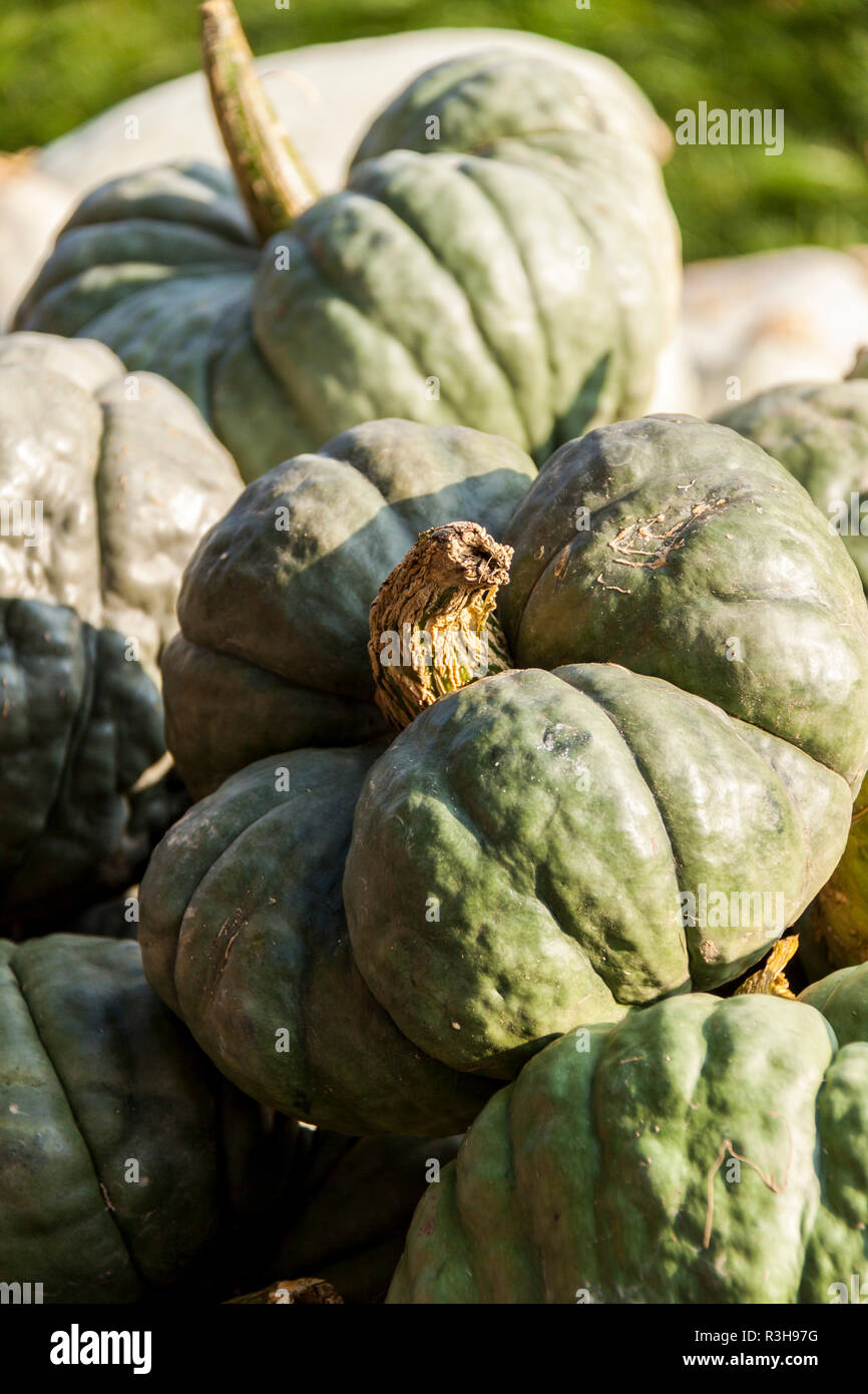 Triamble pumpkin hi-res stock photography and images - Alamy
