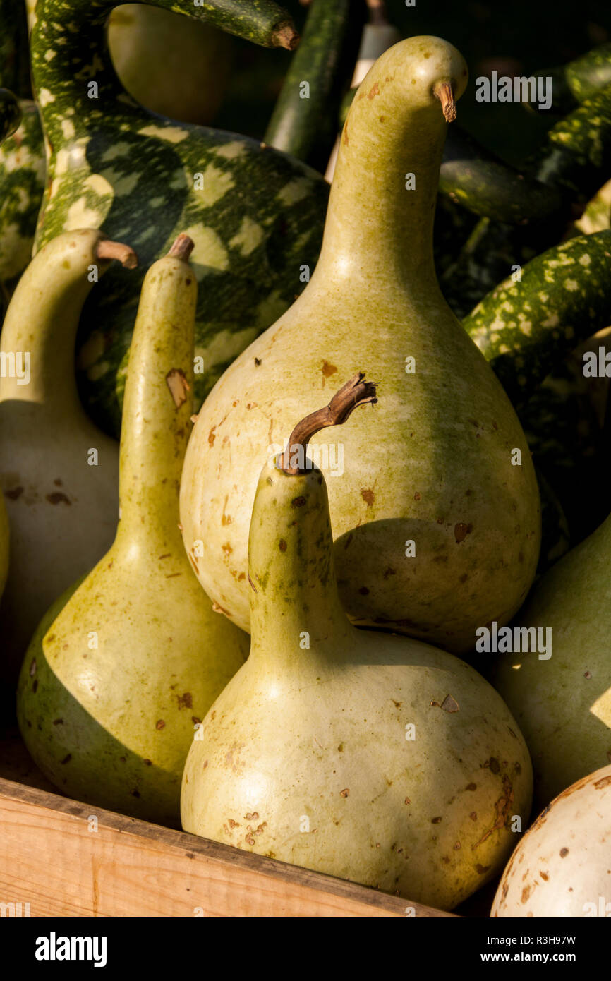 calabash pumpkin cucurbita pumpkin pumpkin Stock Photo - Alamy