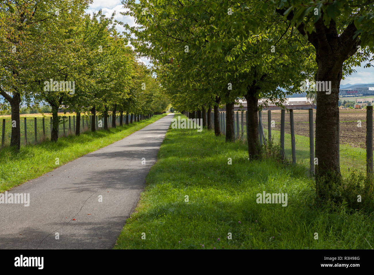 scenic highway on both sides lined with trees Stock Photo - Alamy