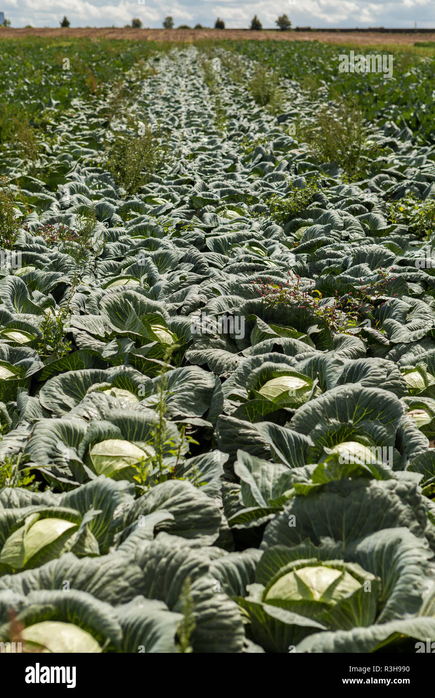 Filderkraut cabbage hi-res stock photography and images - Alamy