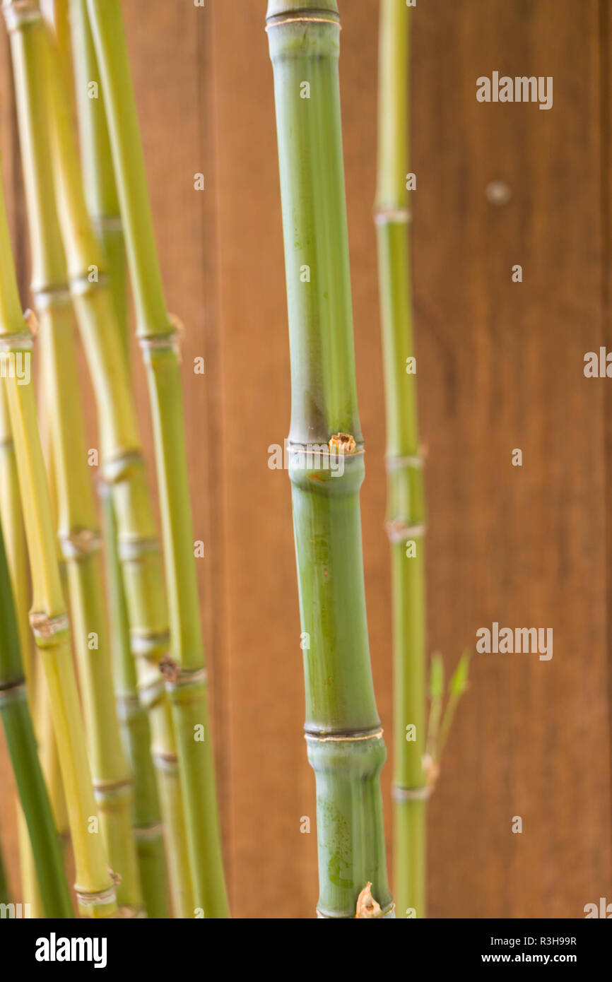 Spiritual bamboo leaves hi-res stock photography and images - Alamy