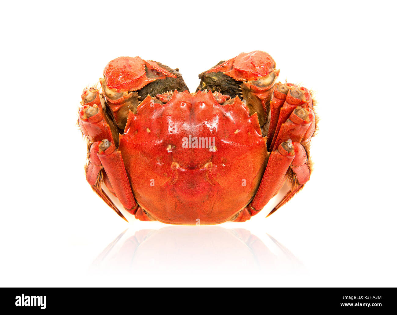 Shanghai hairy crab hi-res stock photography and images - Alamy