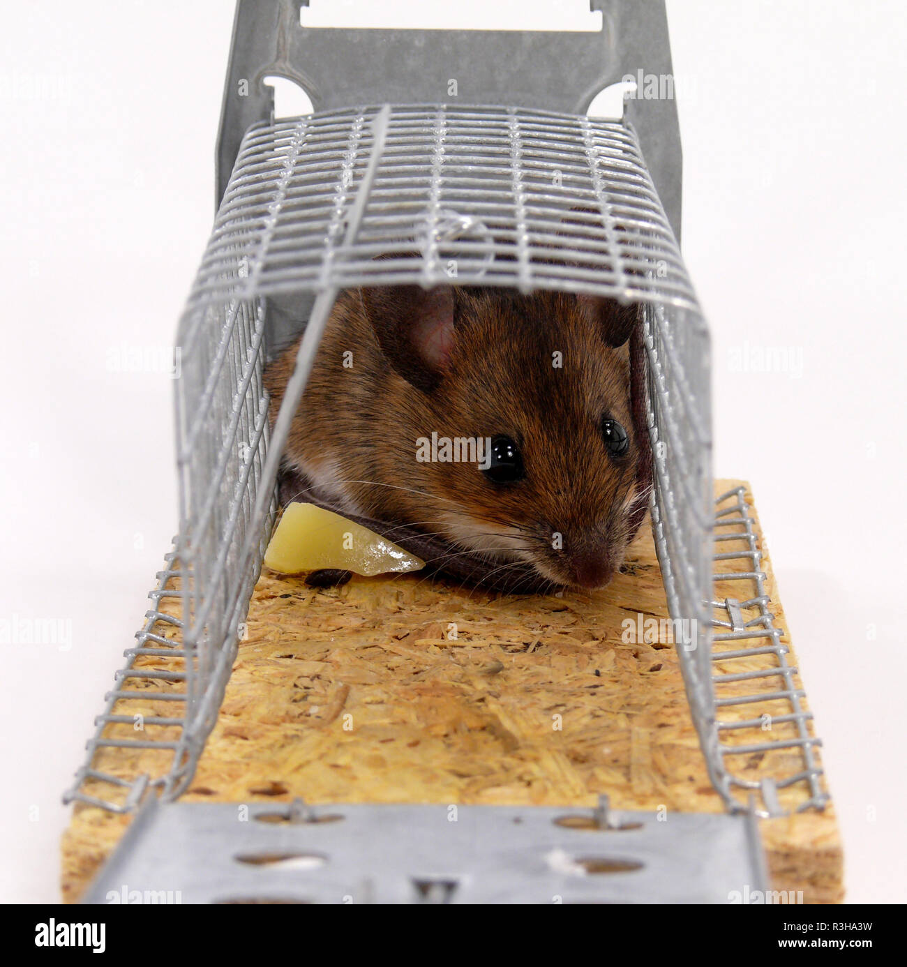 live mouse caught Stock Photo - Alamy