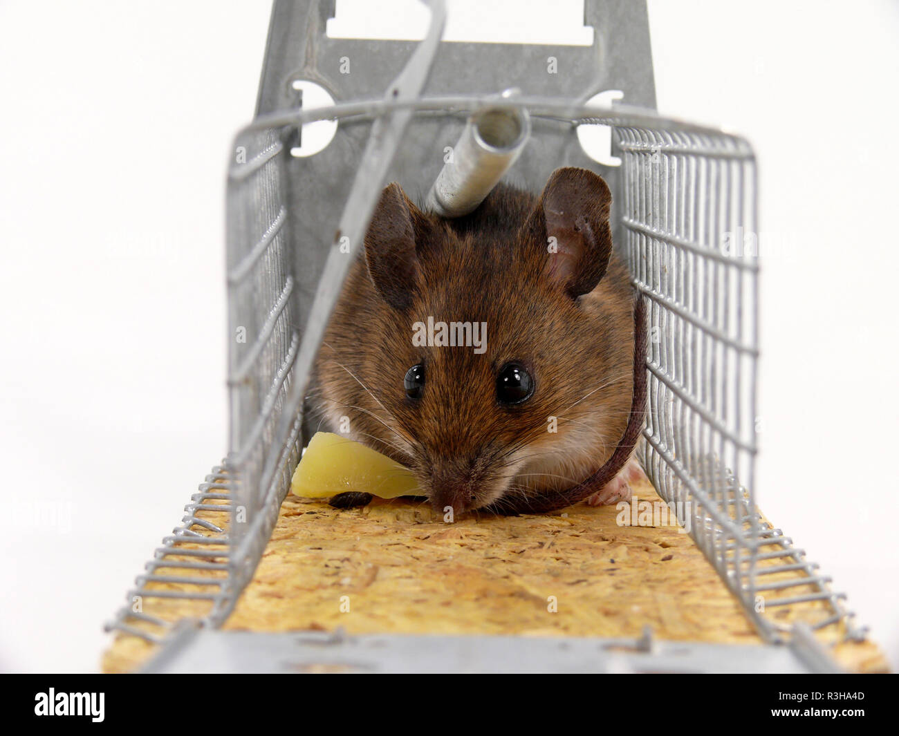 caught alive mouse Stock Photo - Alamy