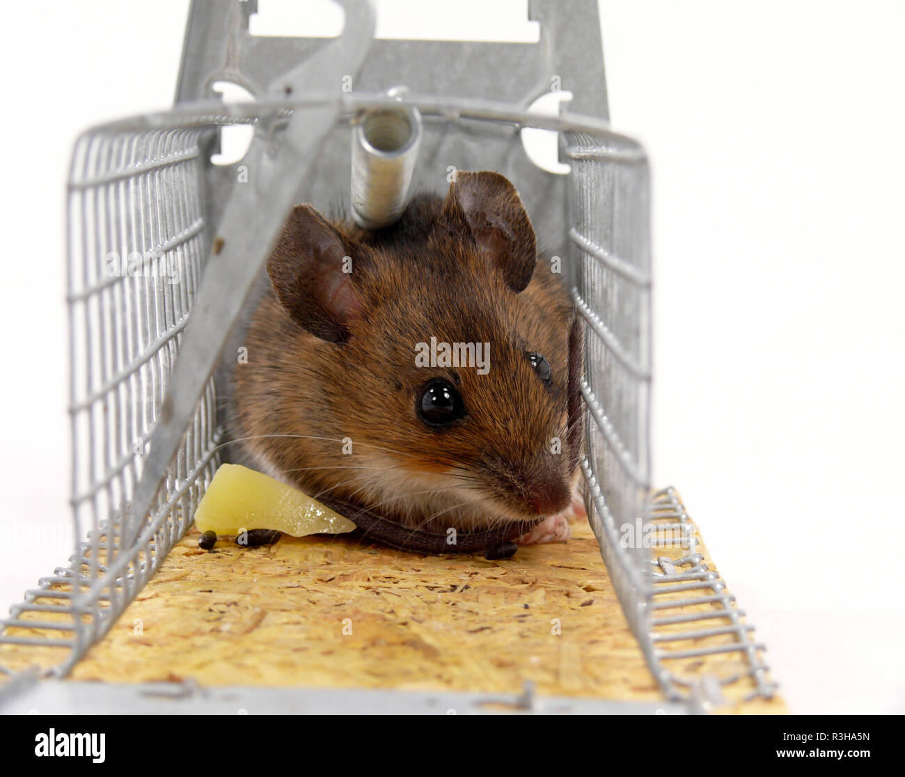 Alive mouse hi-res stock photography and images - Alamy
