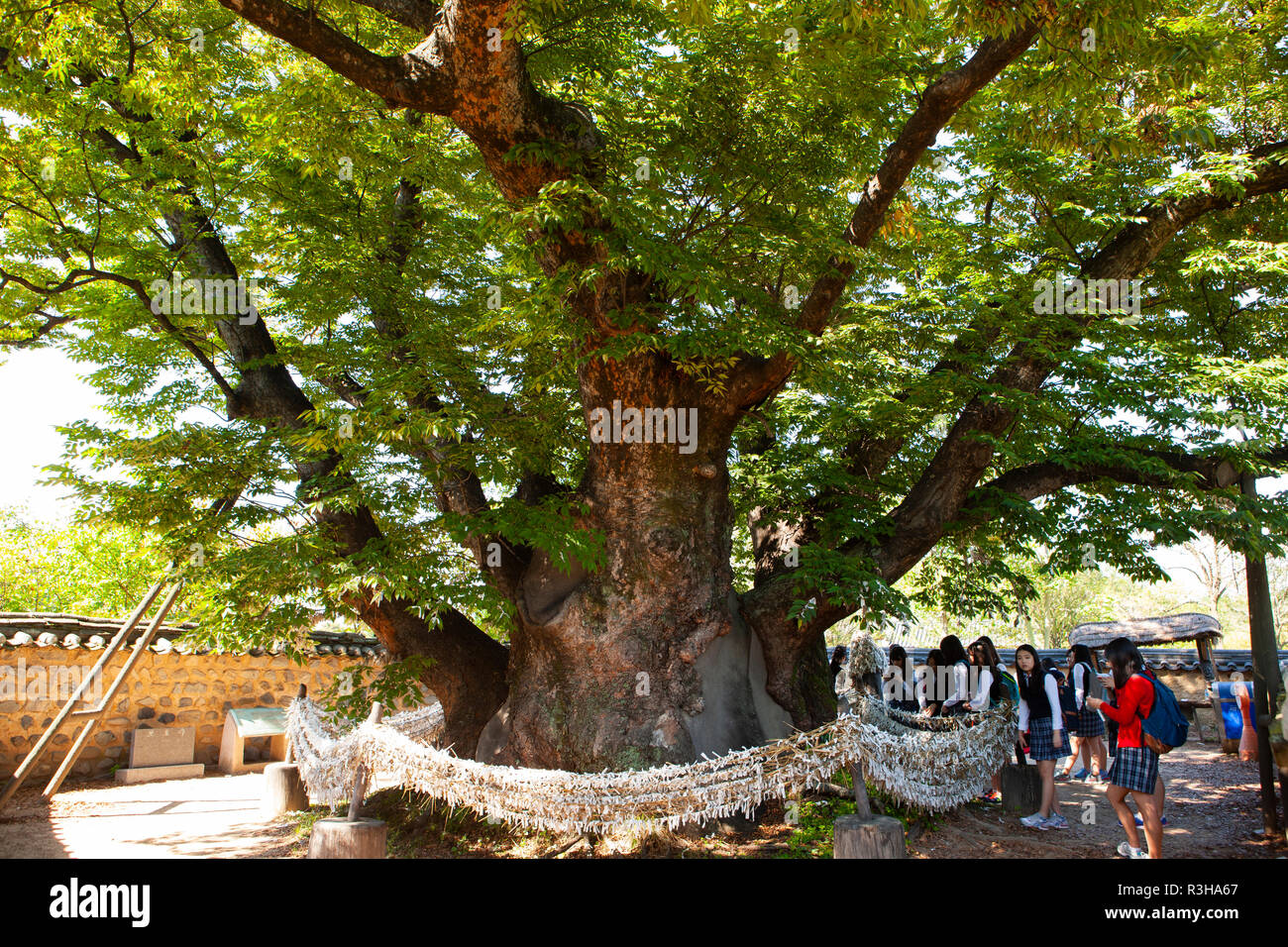600 year old zelkova tree in Andong City, South Korea Stock Photo - Alamy