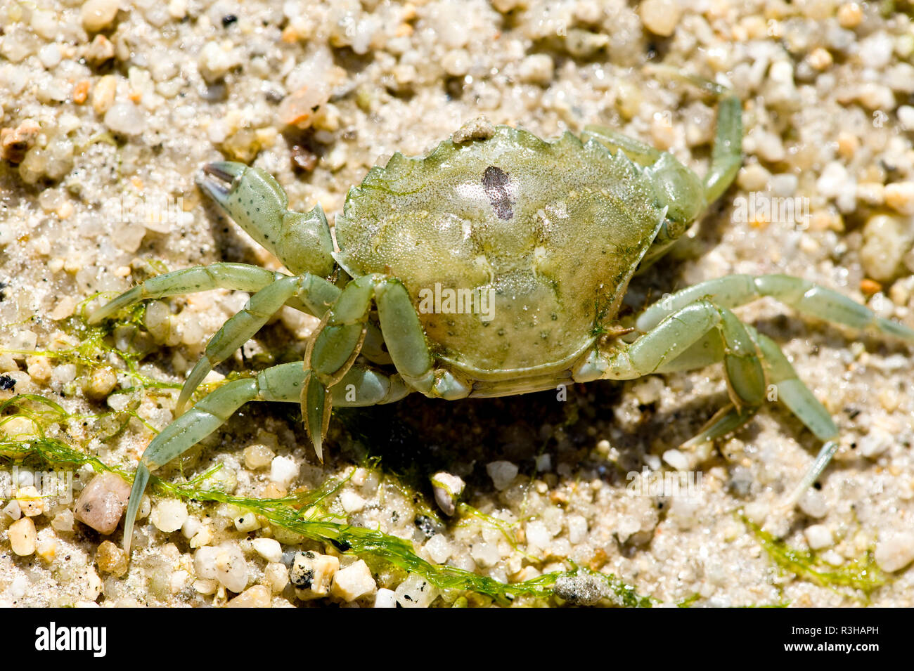 Scissor crab hi-res stock photography and images - Alamy