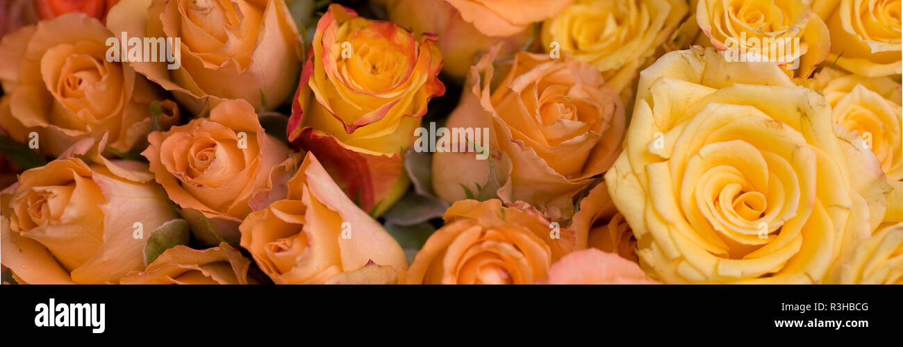 Ten roses hi-res stock photography and images - Alamy