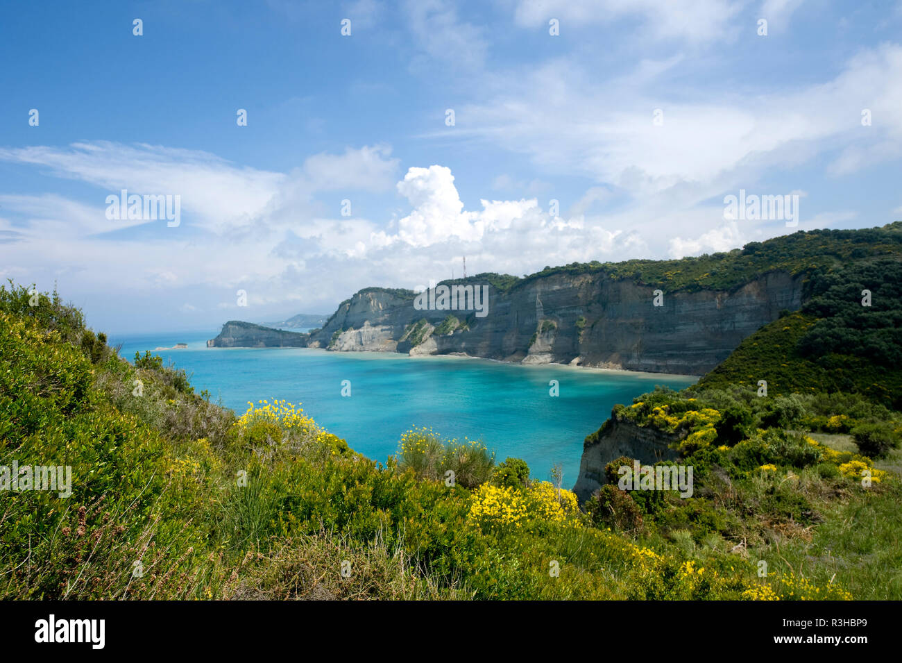 Cape broom hi-res stock photography and images - Alamy