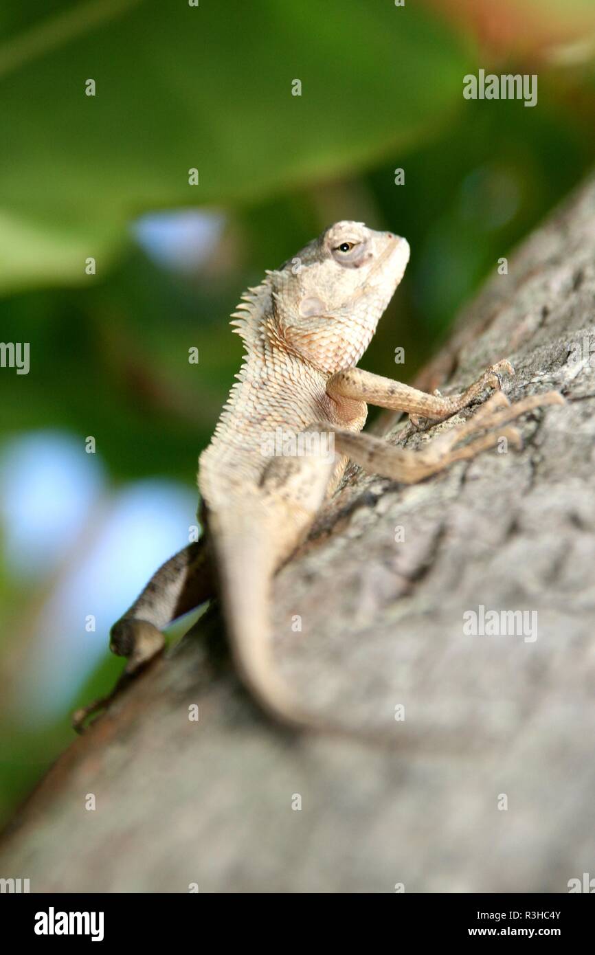 Exotisches tier hi-res stock photography and images - Alamy