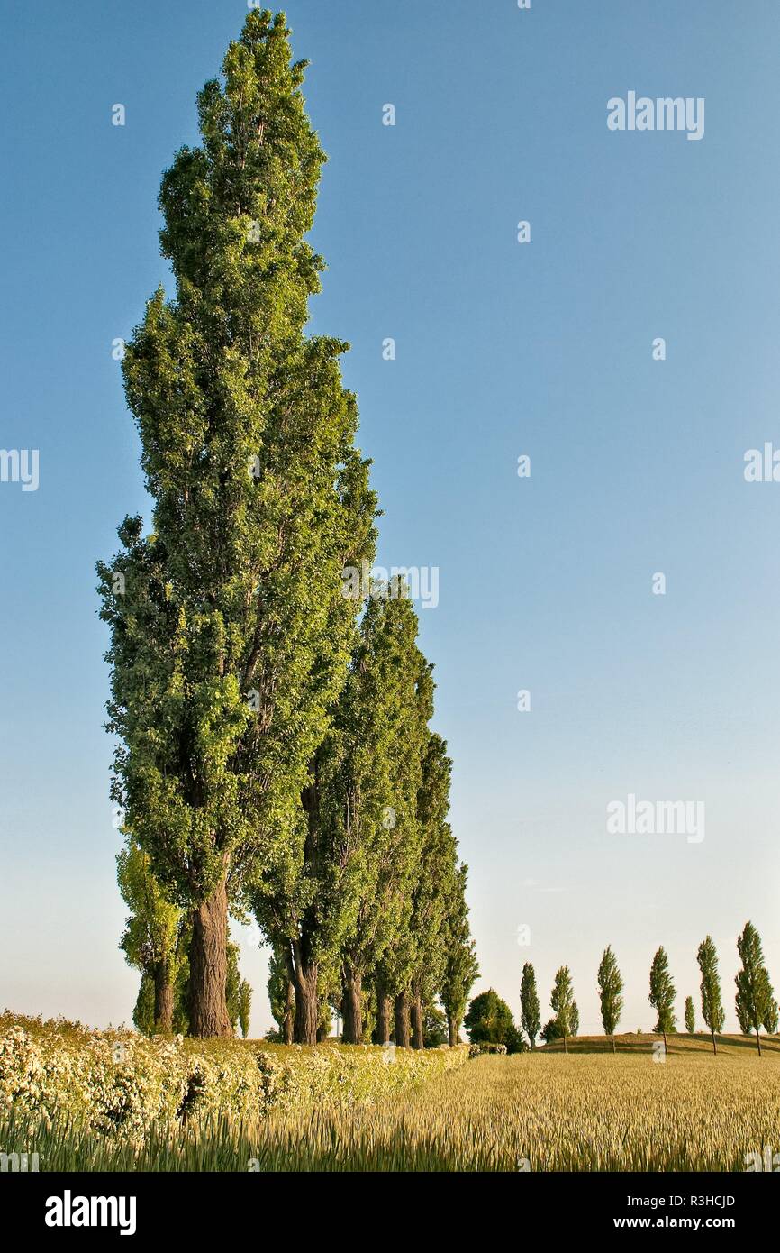 Tree alee hi-res stock photography and images - Alamy