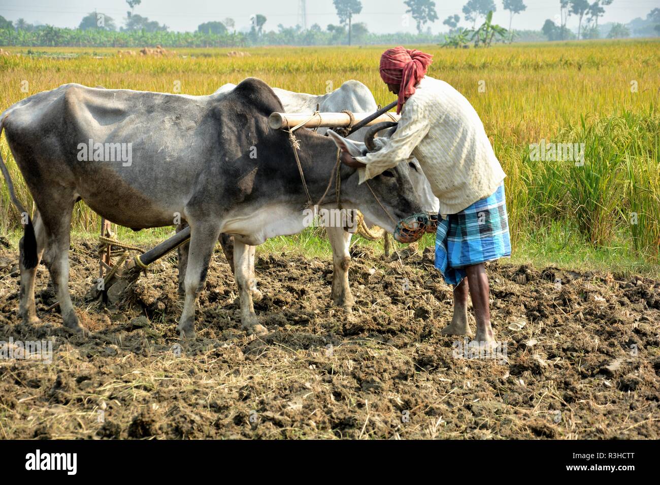 Plough cow cattle hi-res stock photography and images - Alamy