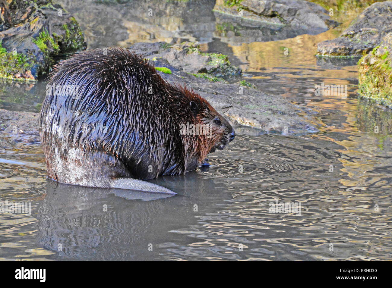 Beaver skin hi-res stock photography and images - Alamy
