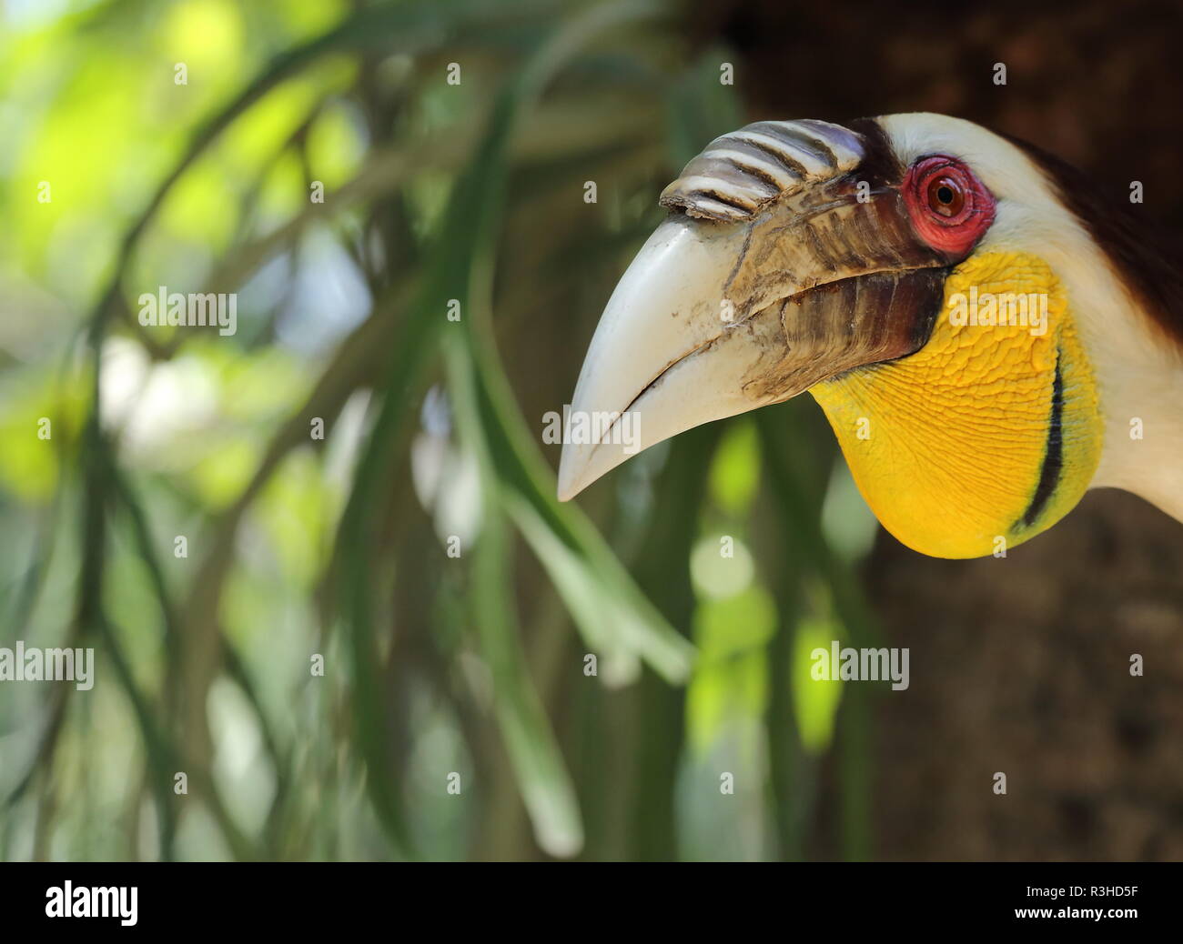 Queer bird hi-res stock photography and images - Alamy